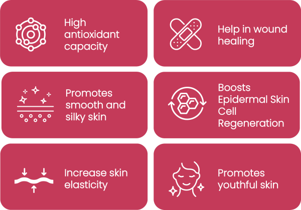 Dynace Rocenta | Latest Product from Dynace Global | Order Now