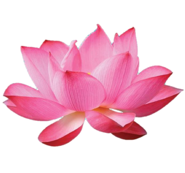 Dynace Rocenta | Latest Product from Dynace Global | Order Now