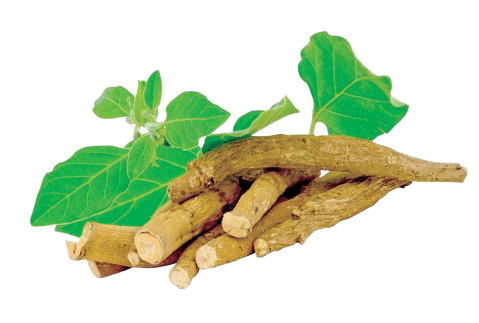Triple Root Coffee | Testing DynamicAceLanka
